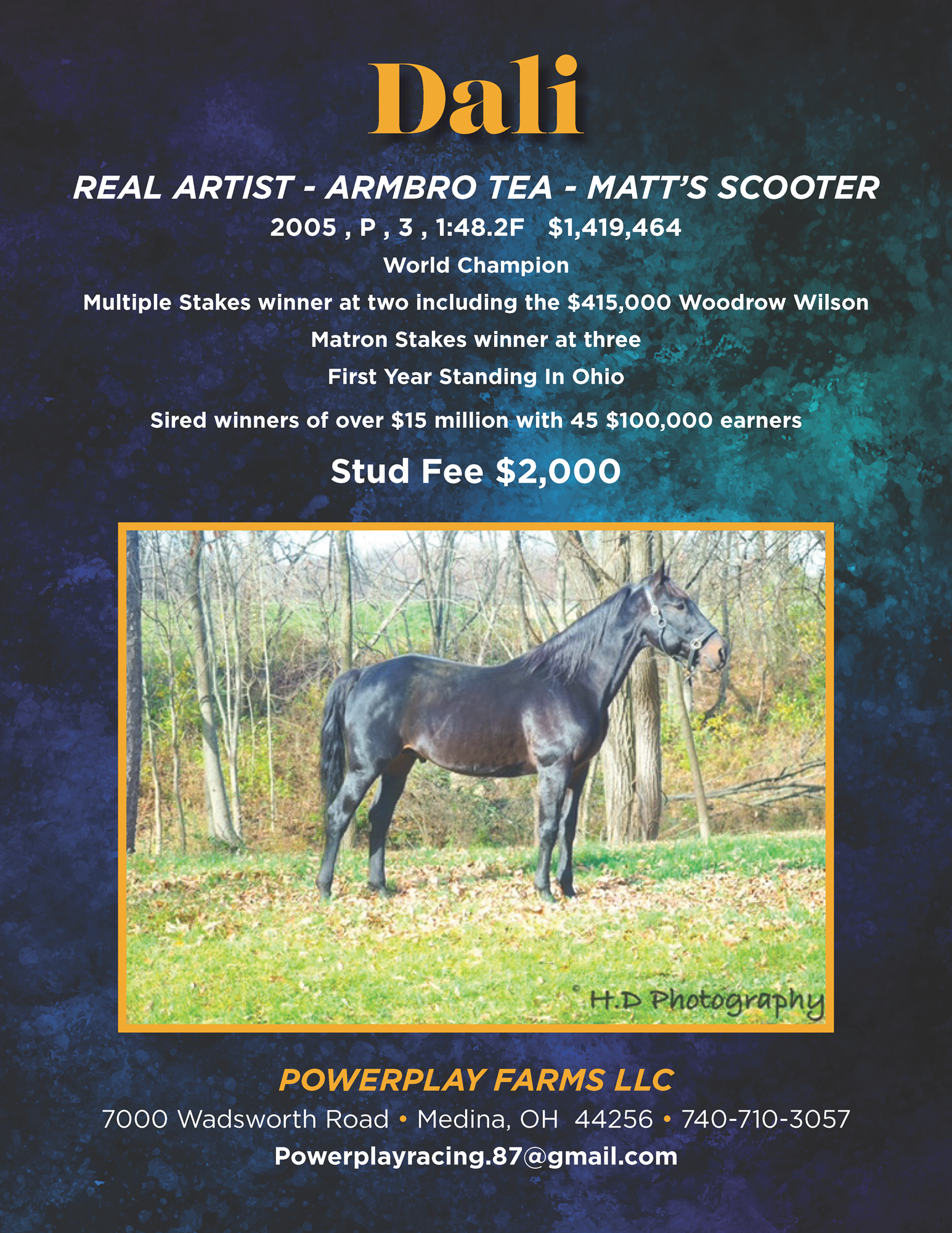 DALI STANDING IN OHIO | Standing Stallions
